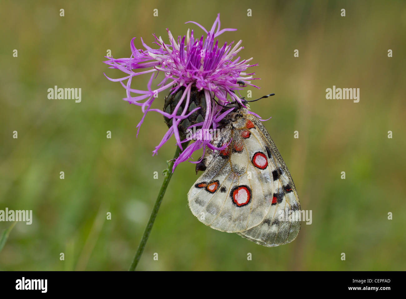 Roter apollo hi-res stock photography and images - Alamy