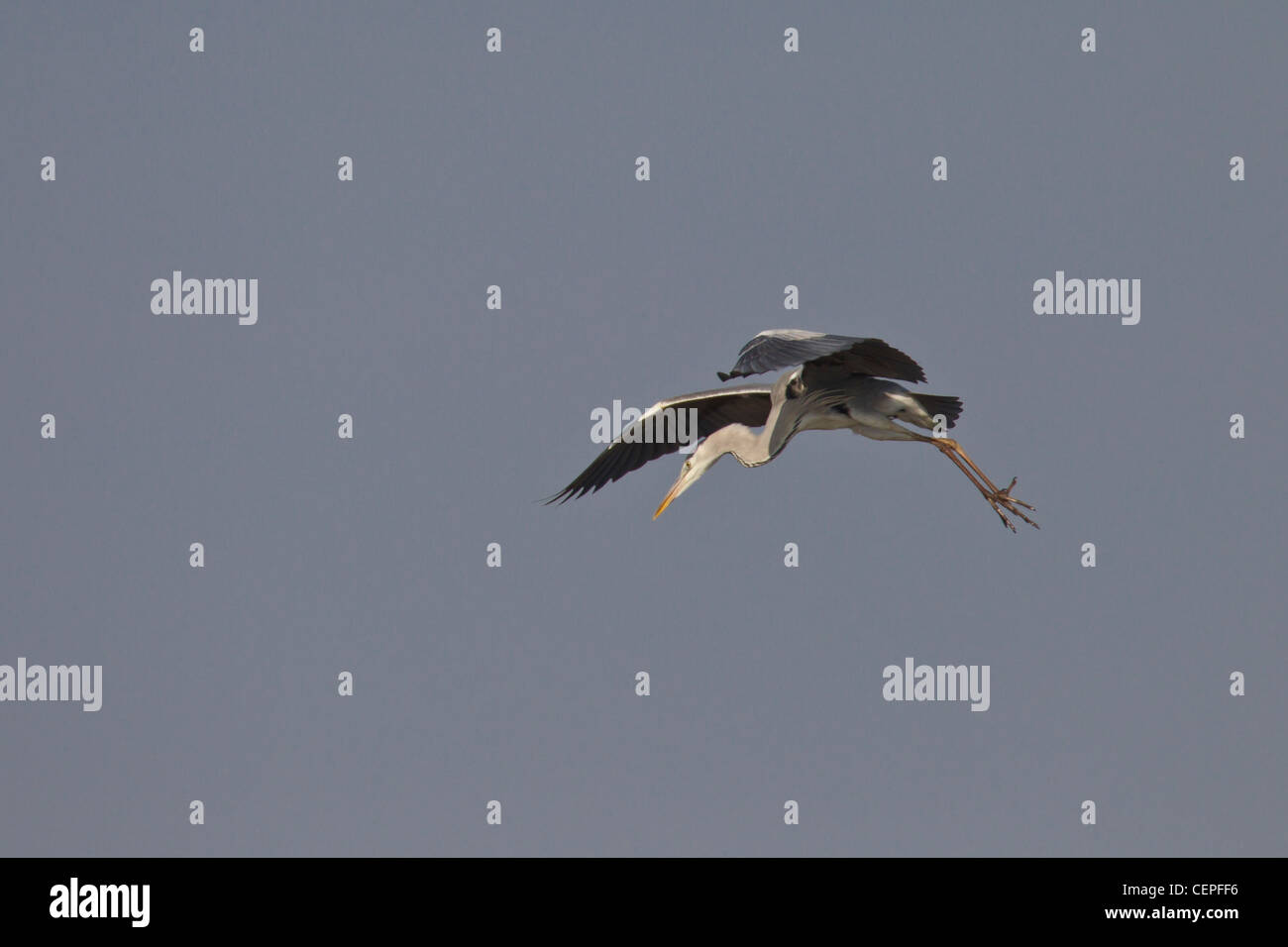 Grau reiher hi-res stock photography and images - Alamy