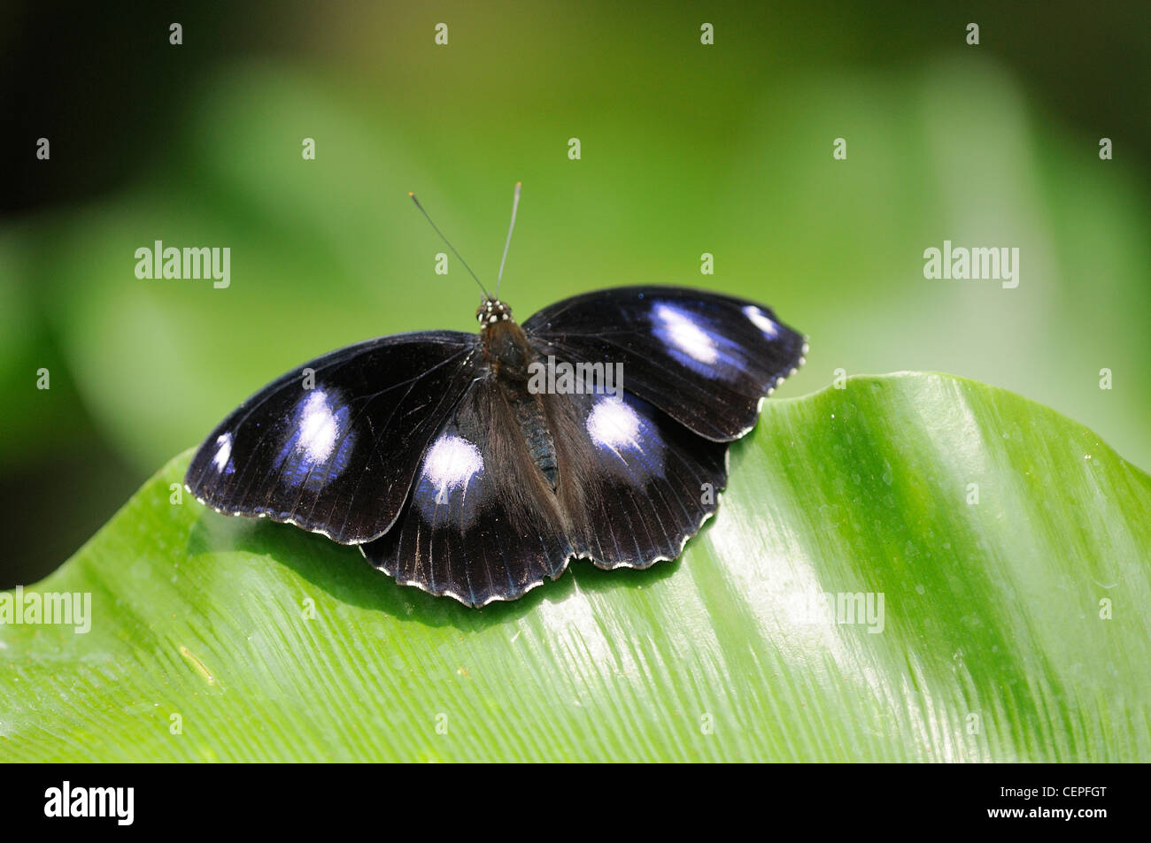 Diaben hi-res stock photography and images - Alamy