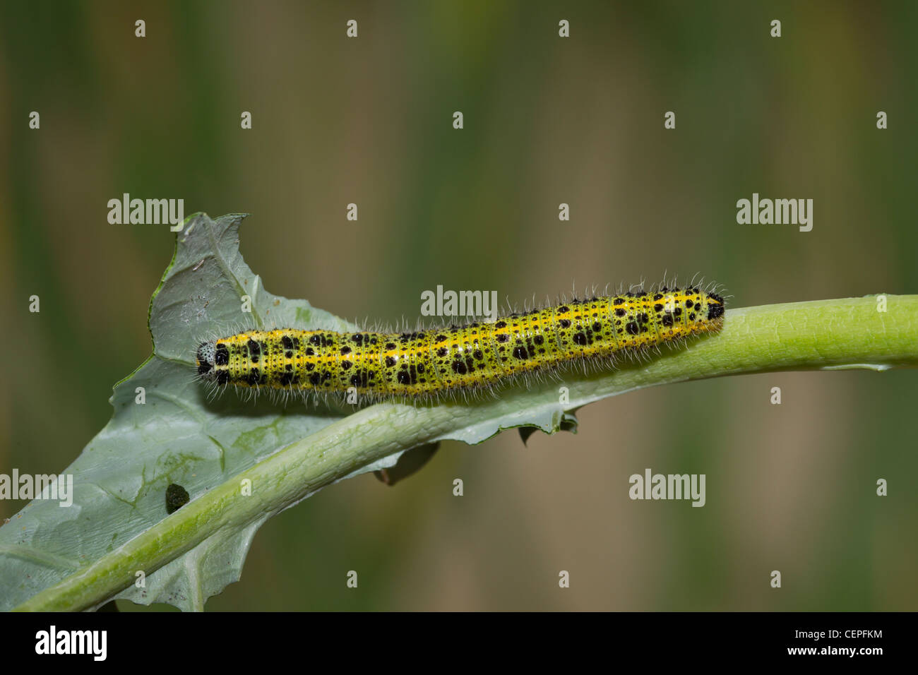 Yellow linge hi-res stock photography and images - Alamy