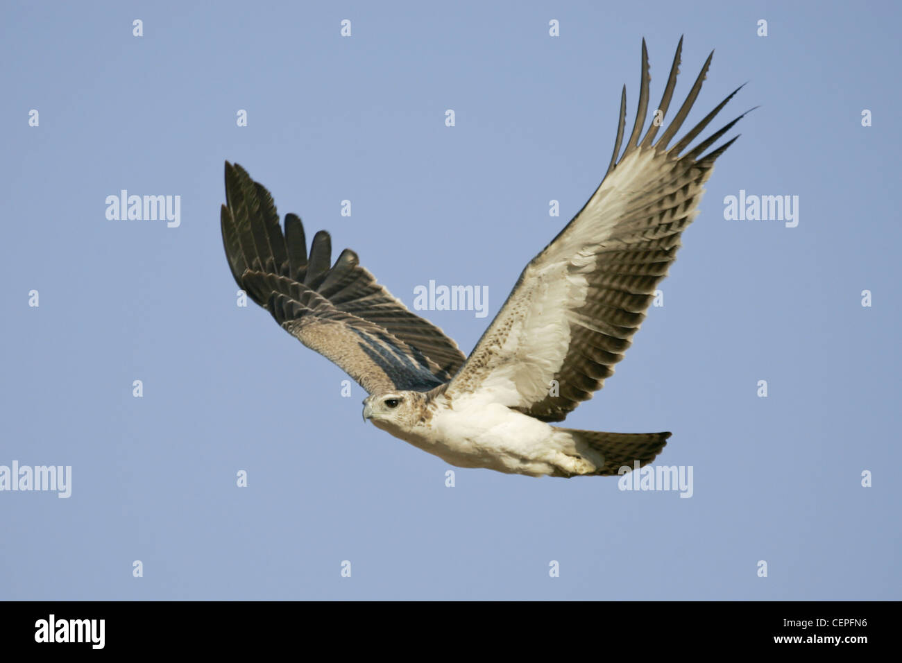 Martial Eagle In Flight