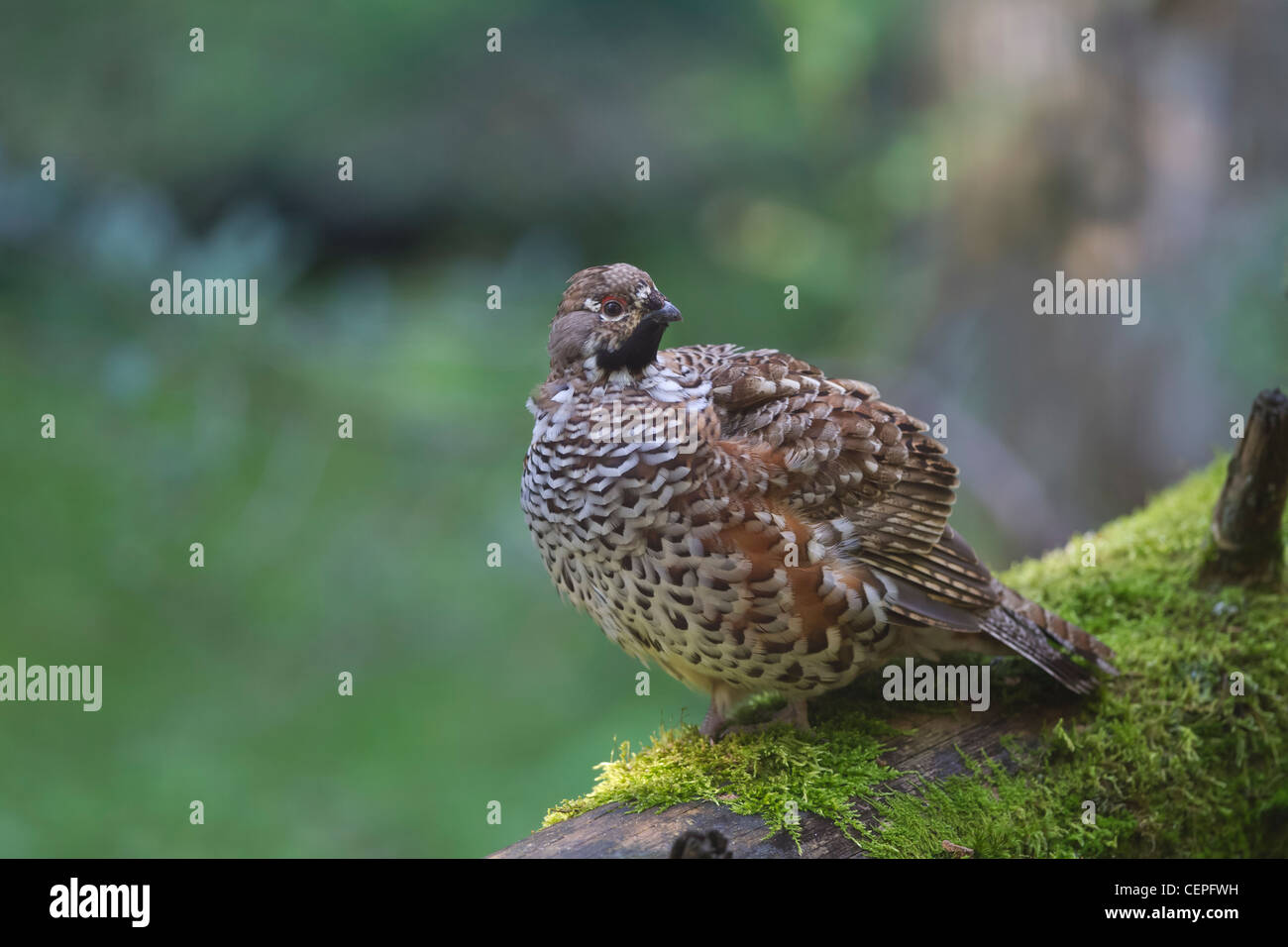 Haselhuhn Hazel Grouse Hazel Hen Tetrastes bonasia Stock Photo - Alamy