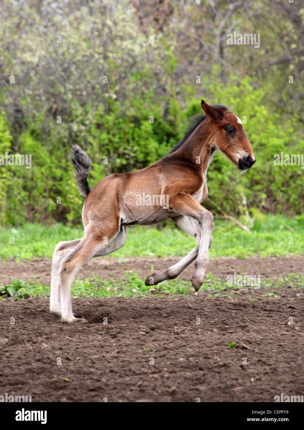 Running foal in nature background Stock Photo - Alamy