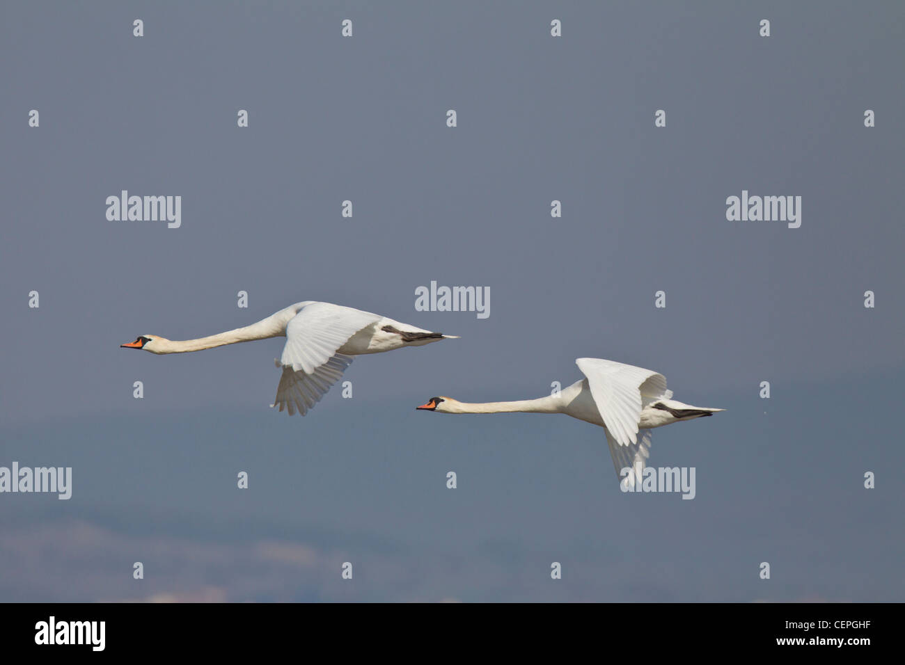 Hoeckerschwan paar hi-res stock photography and images - Alamy