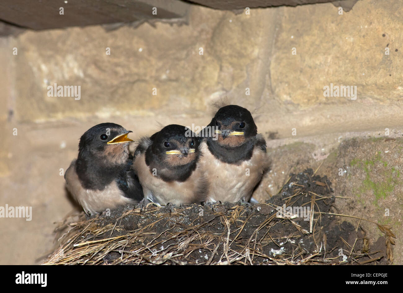Groups of people birds eye view hi-res stock photography and images - Alamy