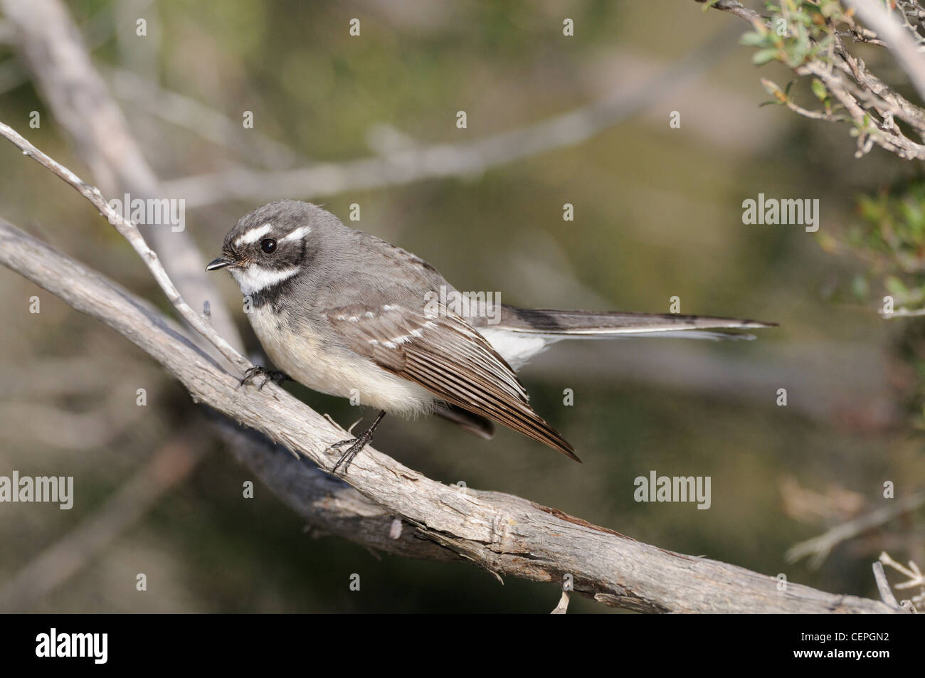 Australian fantail hi-res stock photography and images - Alamy