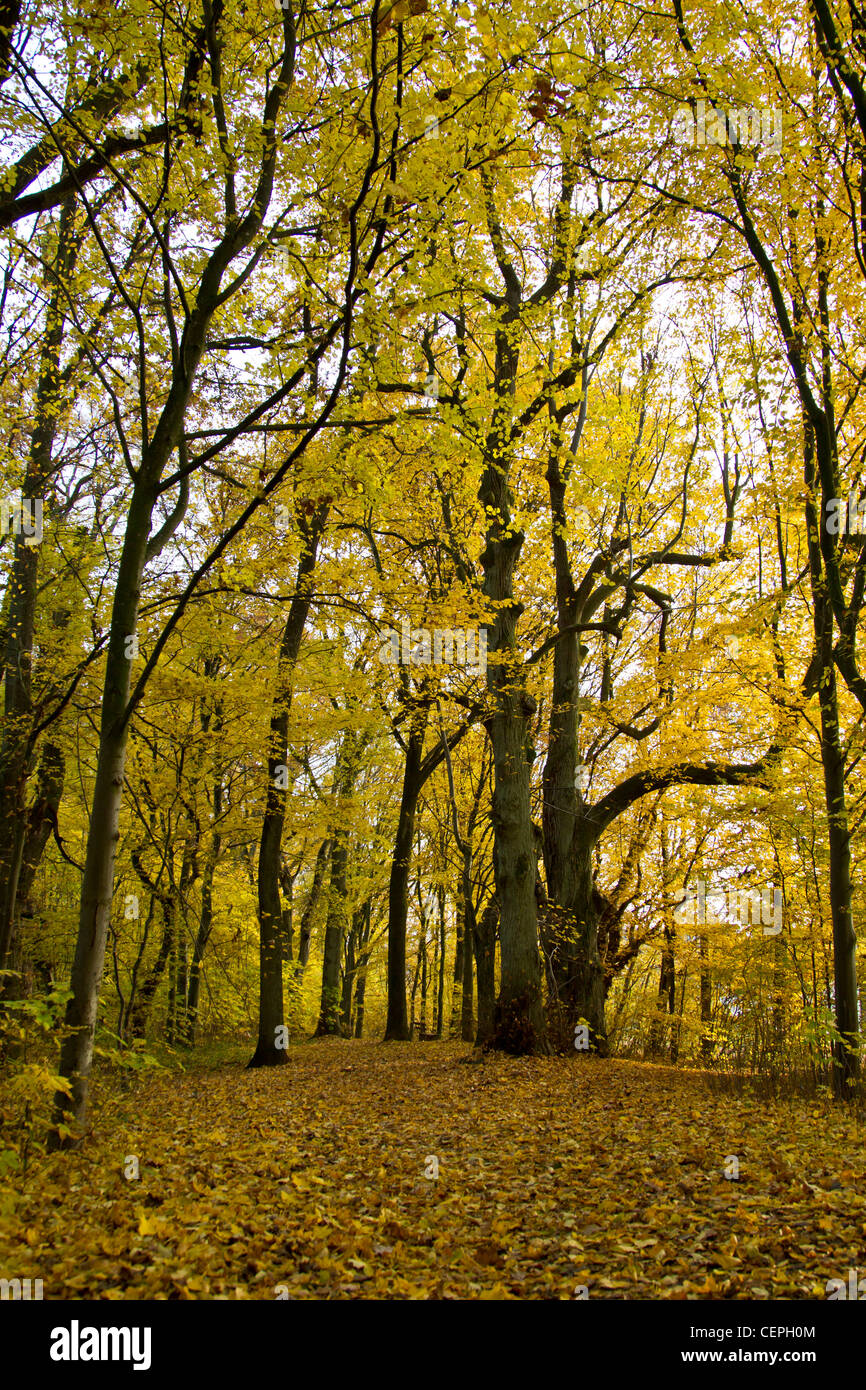 Backlit autumn tree hi-res stock photography and images - Alamy