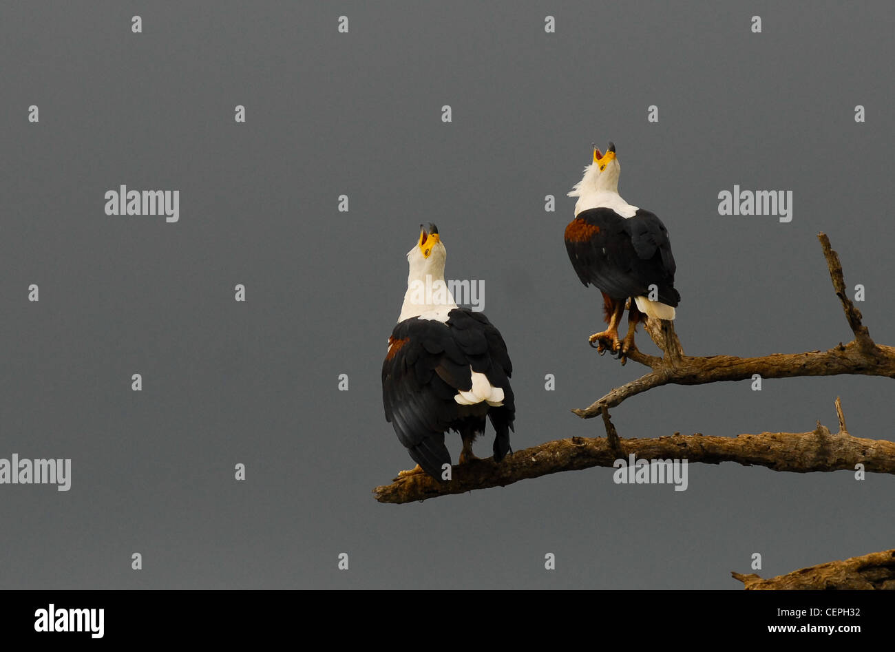 Fish Eagles calling Stock Photo - Alamy