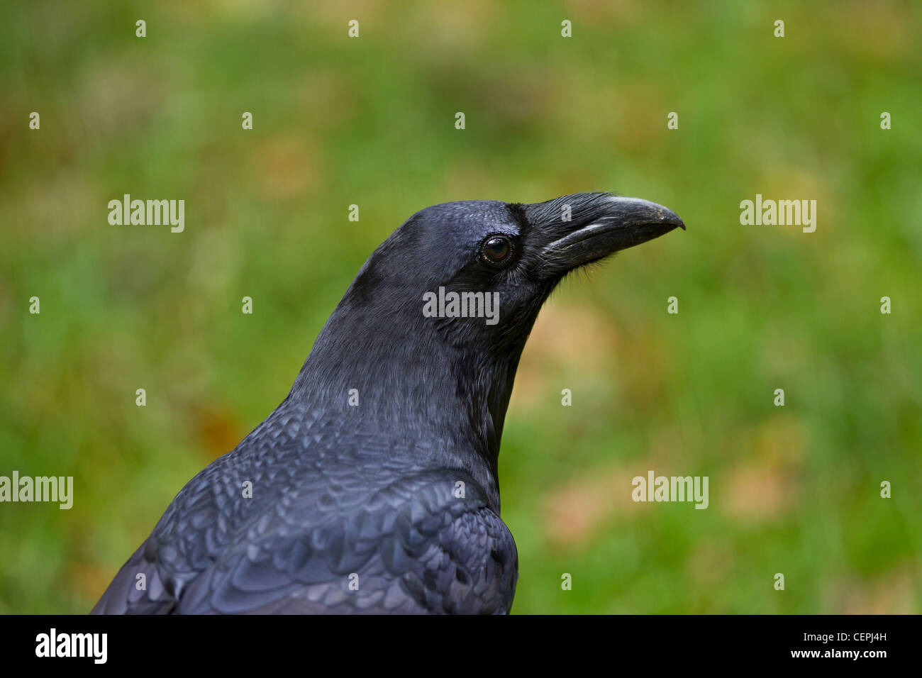 Raven eating carrion hi-res stock photography and images - Alamy