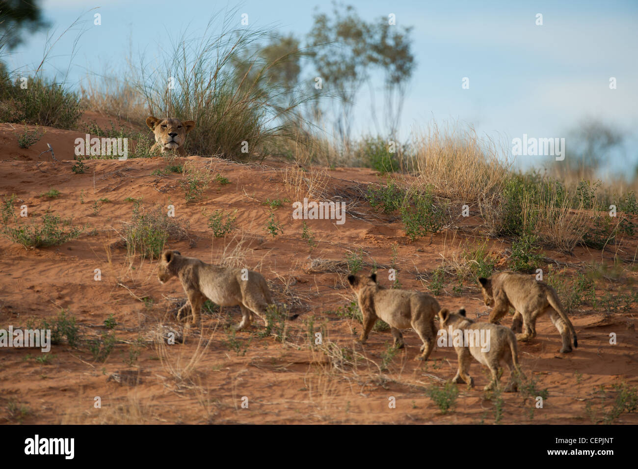 Maned lioness hi-res stock photography and images - Alamy
