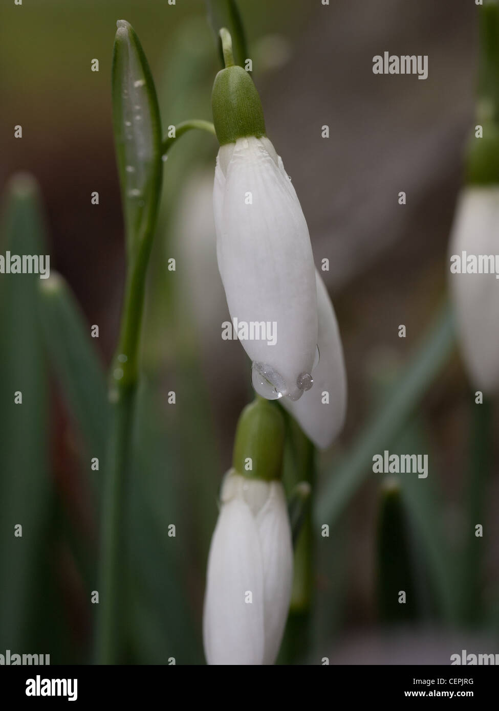 Common snow drop hi-res stock photography and images - Alamy