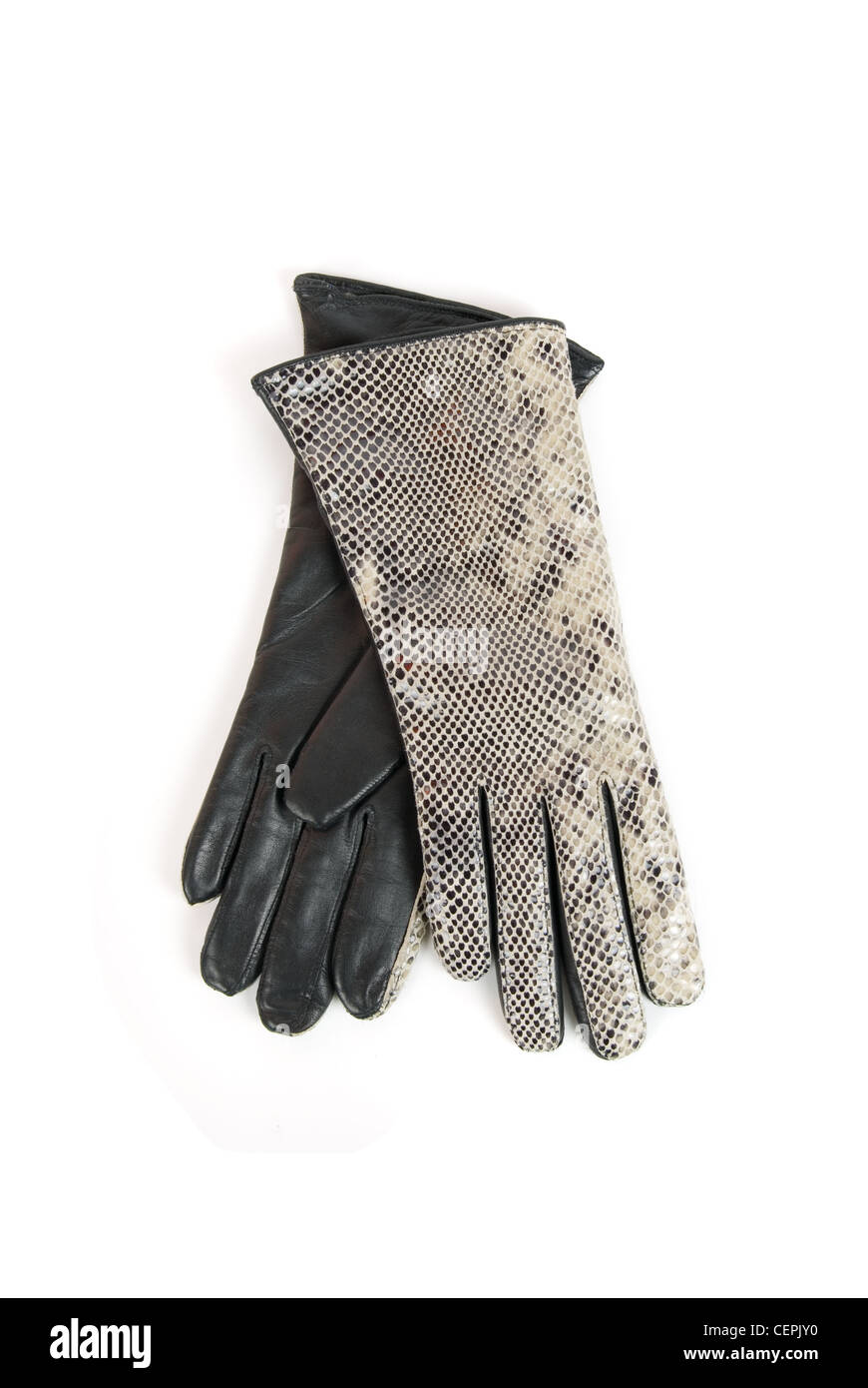 reptile modern leather gloves isolated on a white Stock Photo - Alamy