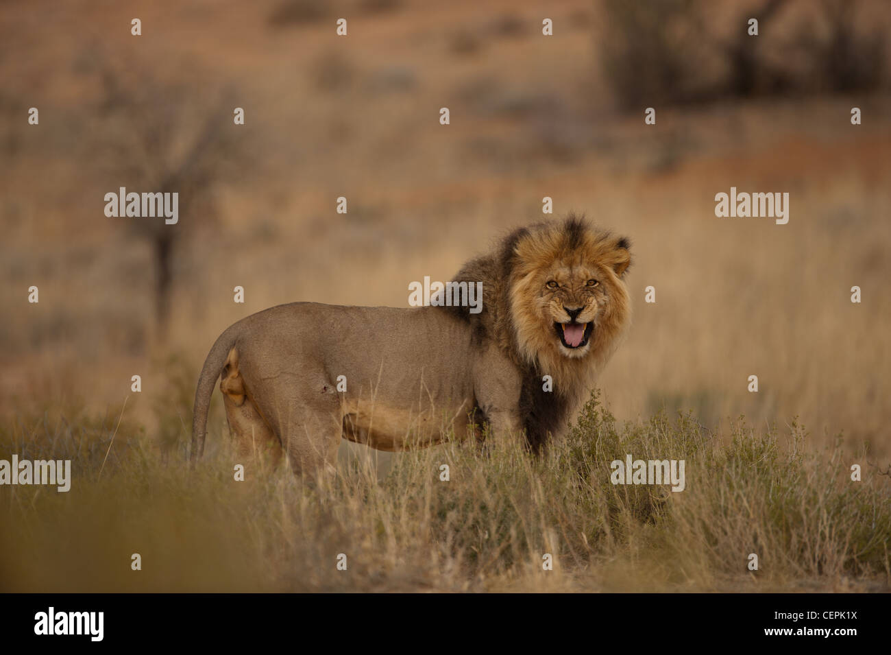 May simply be killed by swipe of lions paw hi-res stock photography and ...