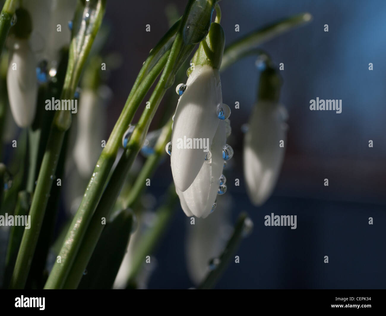 Common snow drop hi-res stock photography and images - Alamy