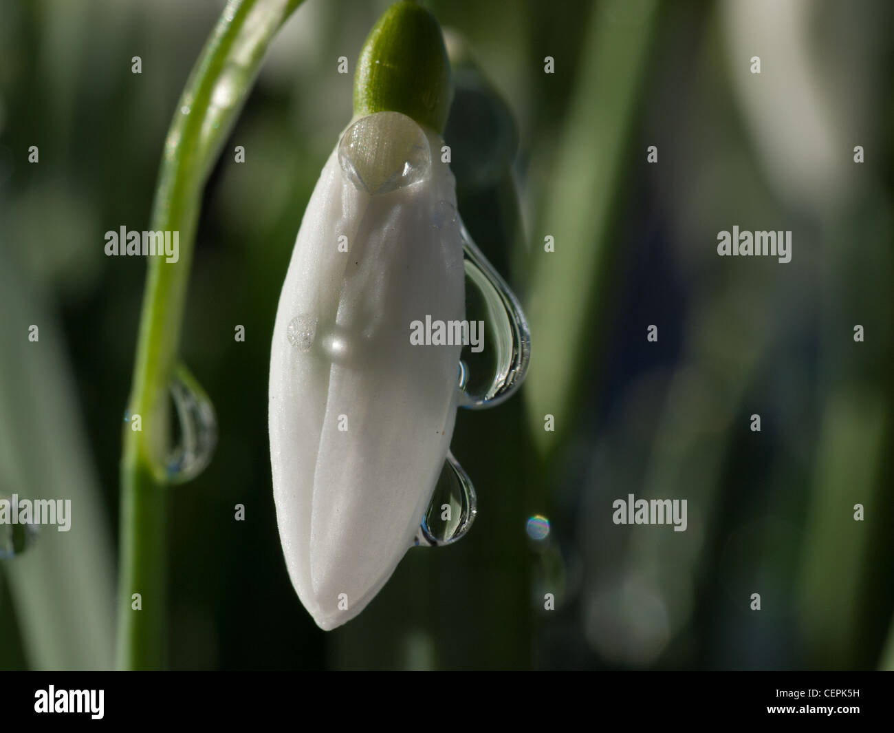 Common snow drop hi-res stock photography and images - Alamy