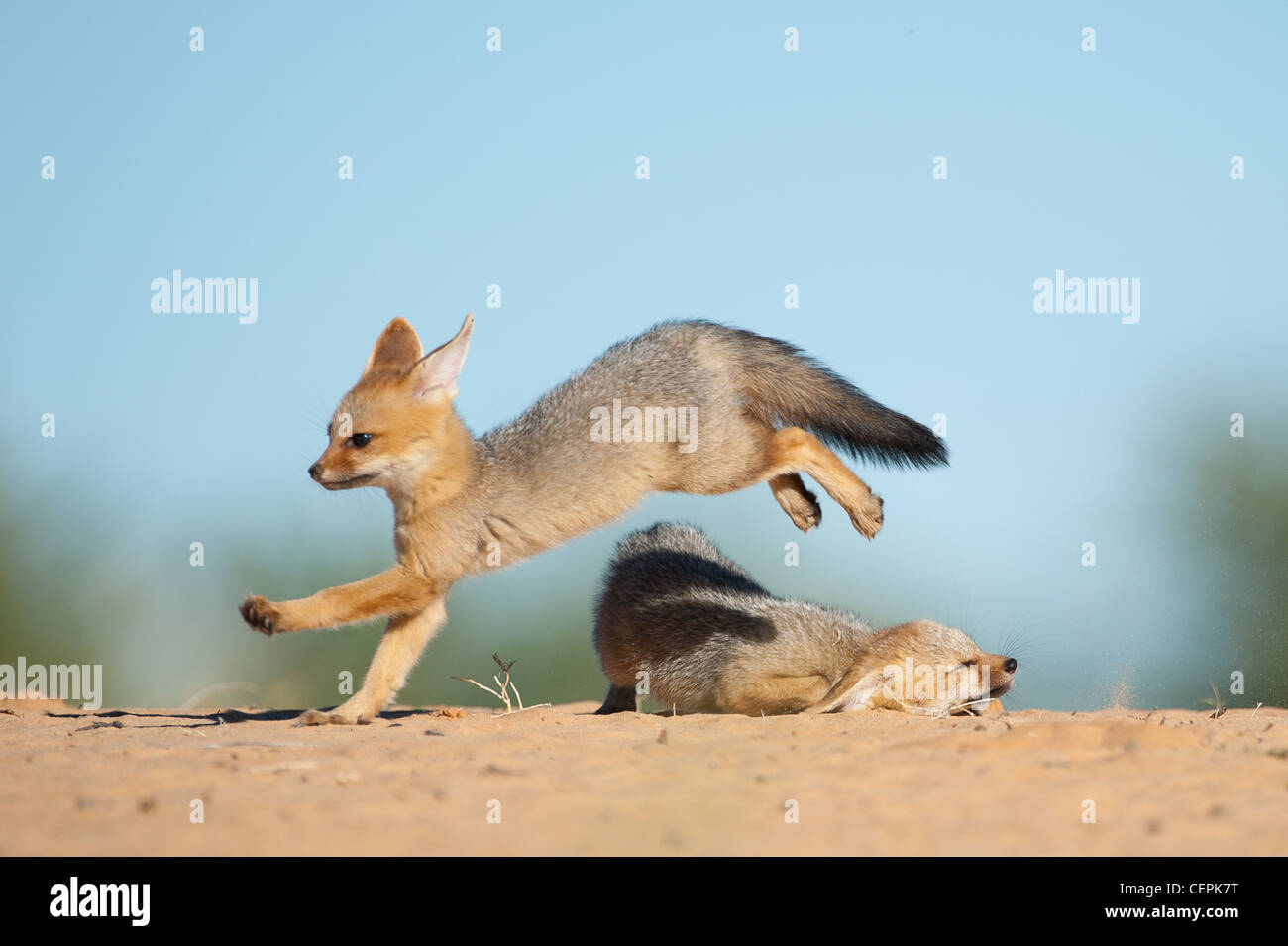 Cape Fox pups at play outside their den Stock Photo - Alamy