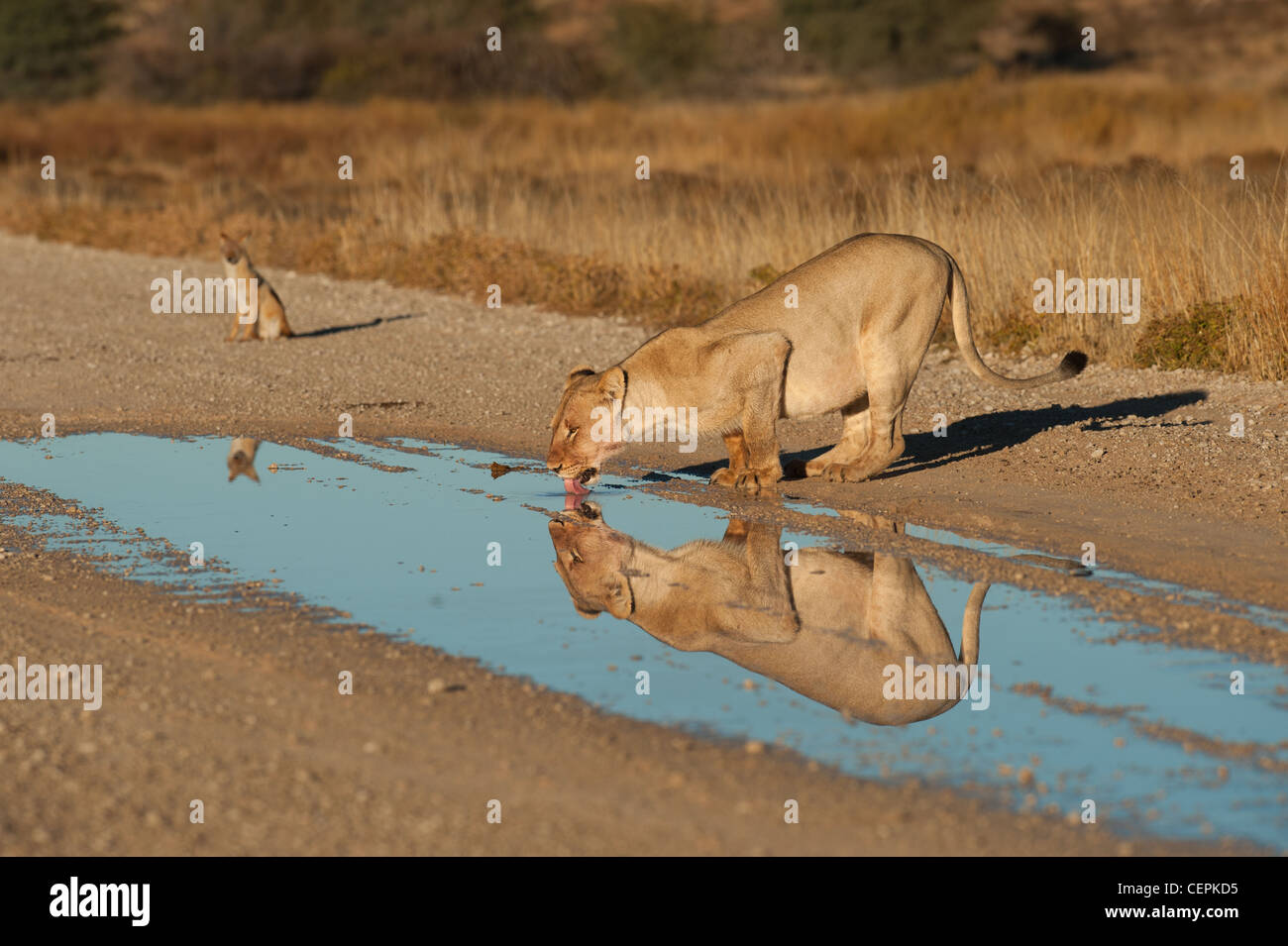 Simba congo hi-res stock photography and images - Alamy