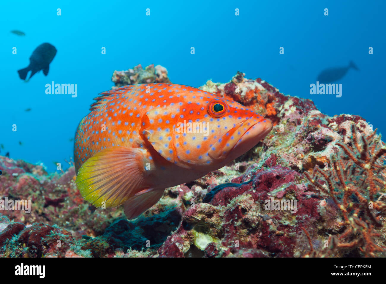 Coral Grouper at Coral Reef, Cephalopholis miniata, Baa Atoll, Indian ...