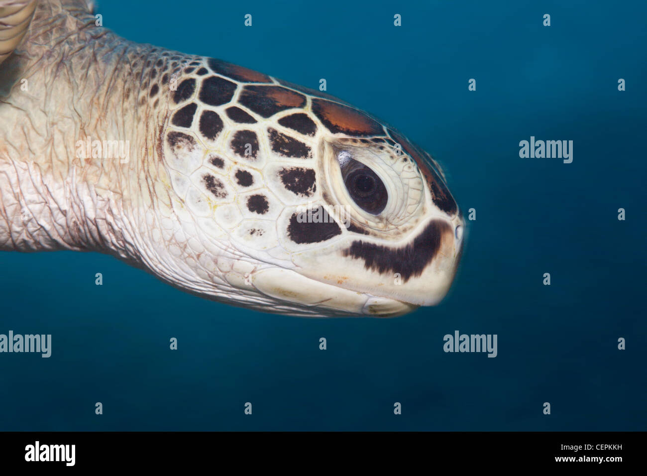 Sea turtle head close up hi-res stock photography and images - Alamy