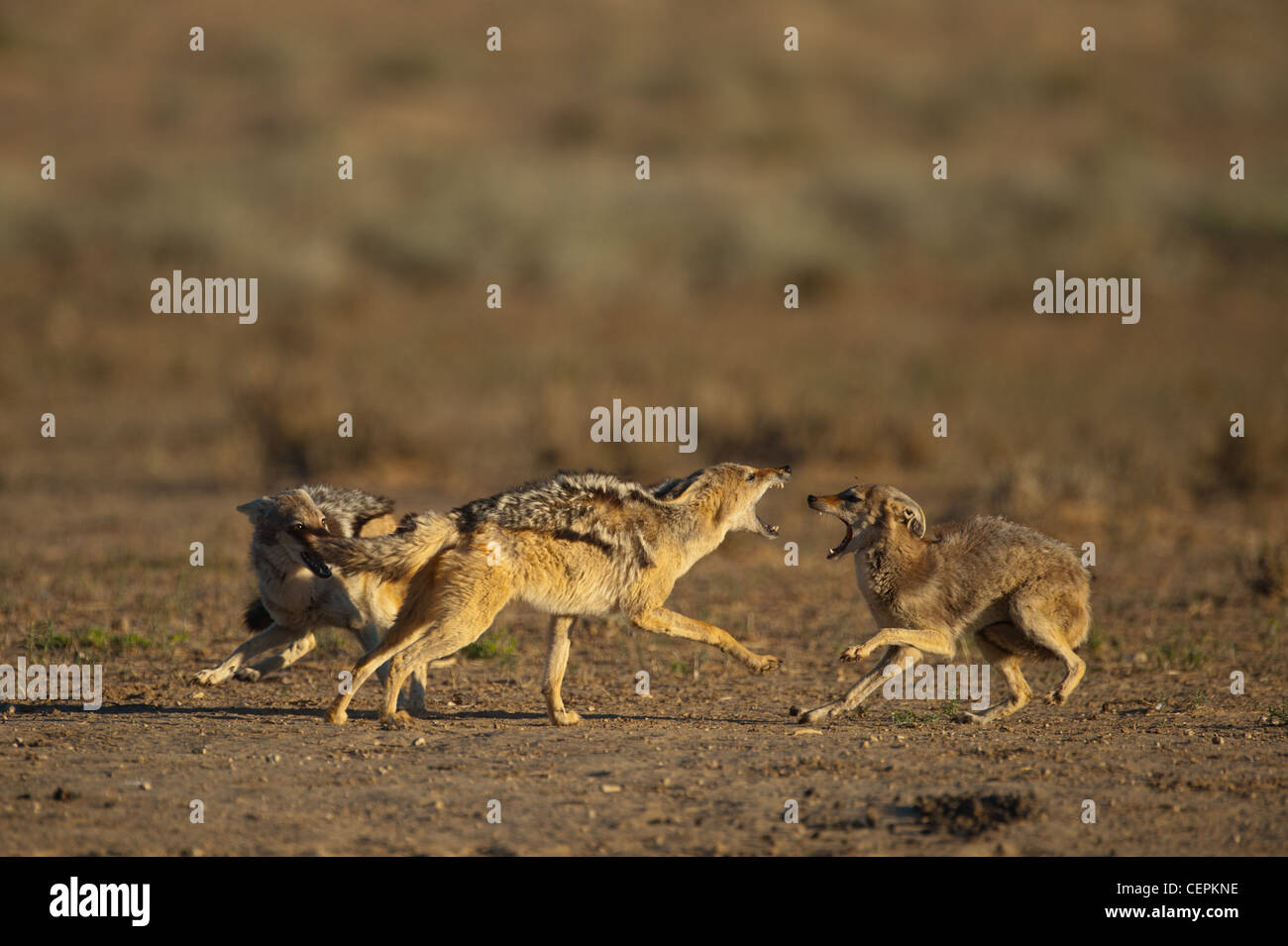 Black backed jackal family hi-res stock photography and images - Alamy