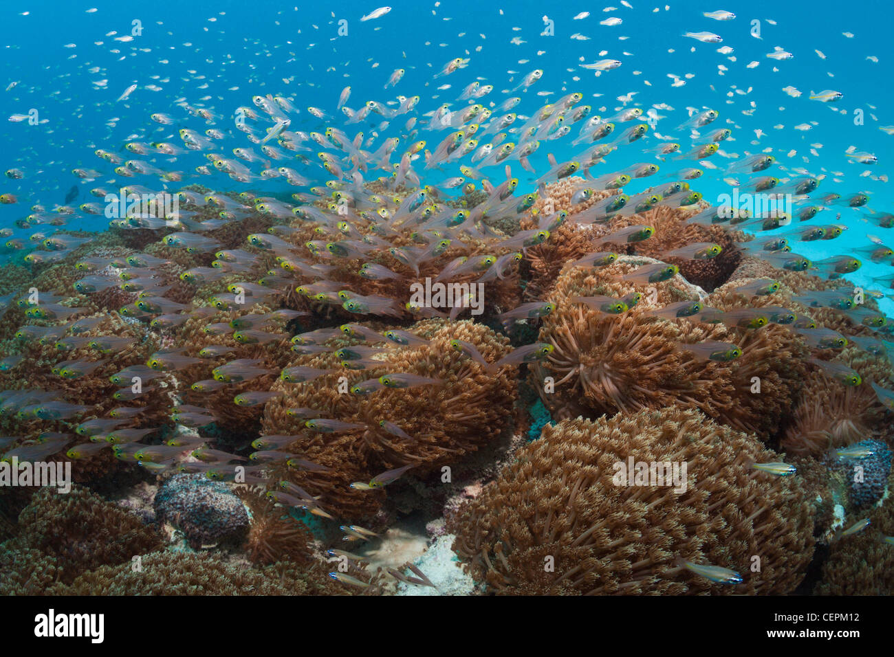Shoal of Pygmy Sweeper, Hanifaru Bay, Baa Atoll, Maldives Stock Photo ...