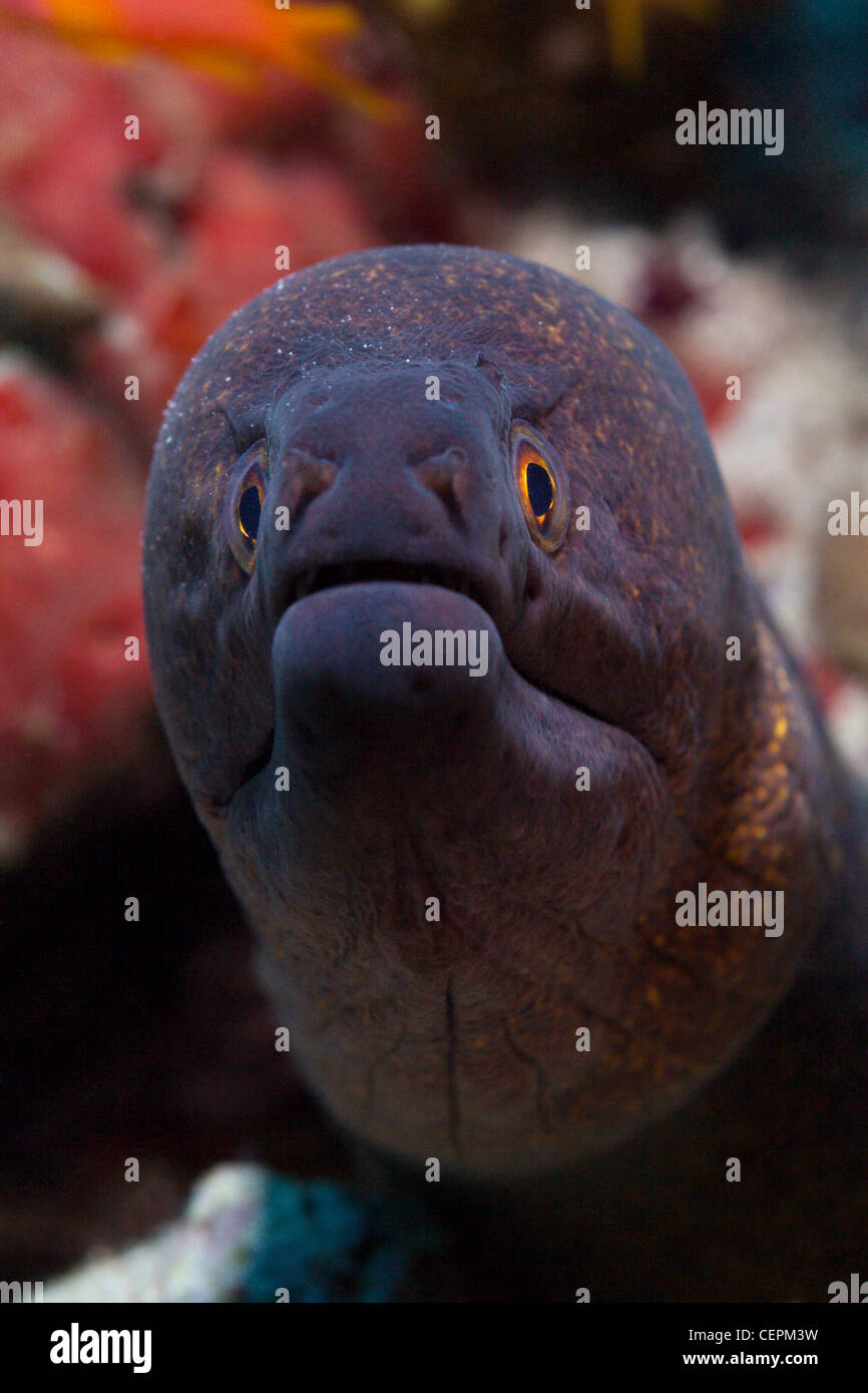 Yellow-margined Moray, Gymnothorax flavimarginatus, Baa Atoll, Indian ...