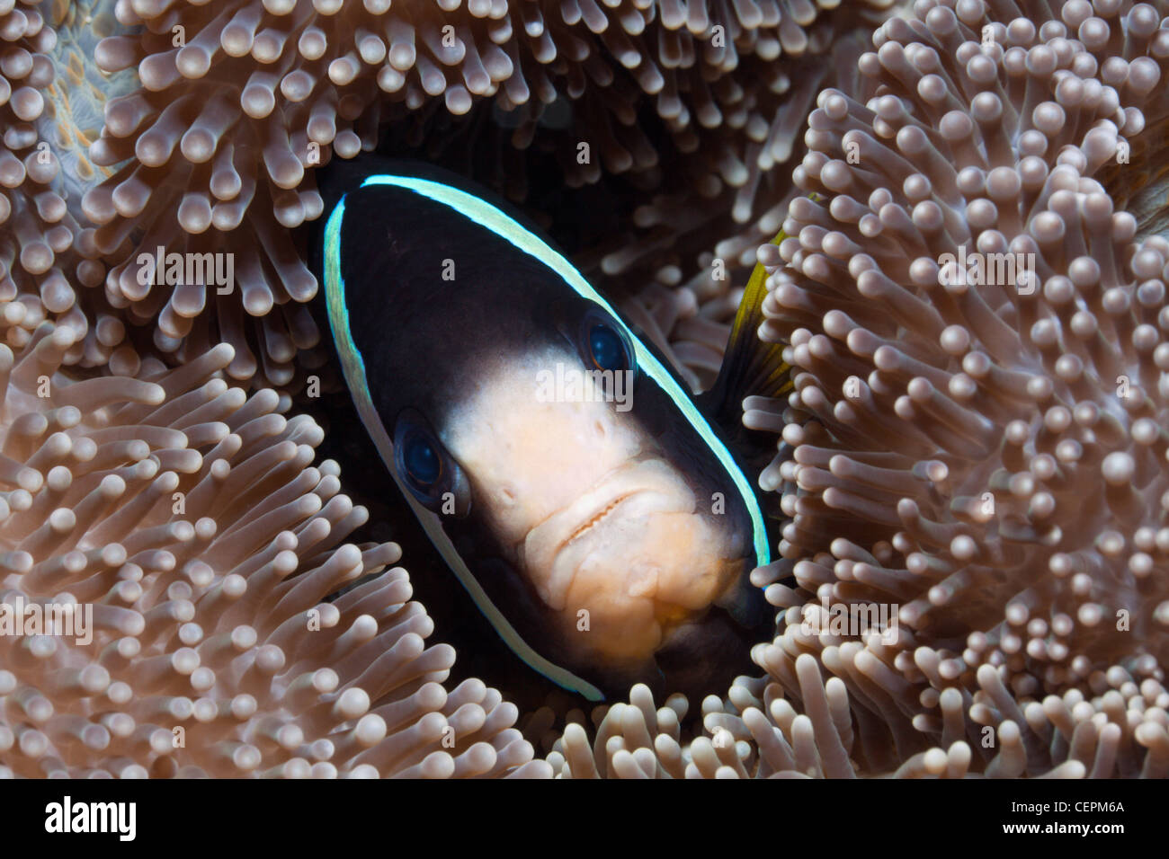 Portrai of Clarks Anemonefish, Amphiprion clarkii, Baa Atoll, Indian ...