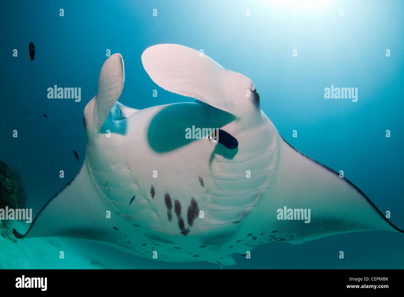 The underside of a manta ray hi-res stock photography and images - Alamy