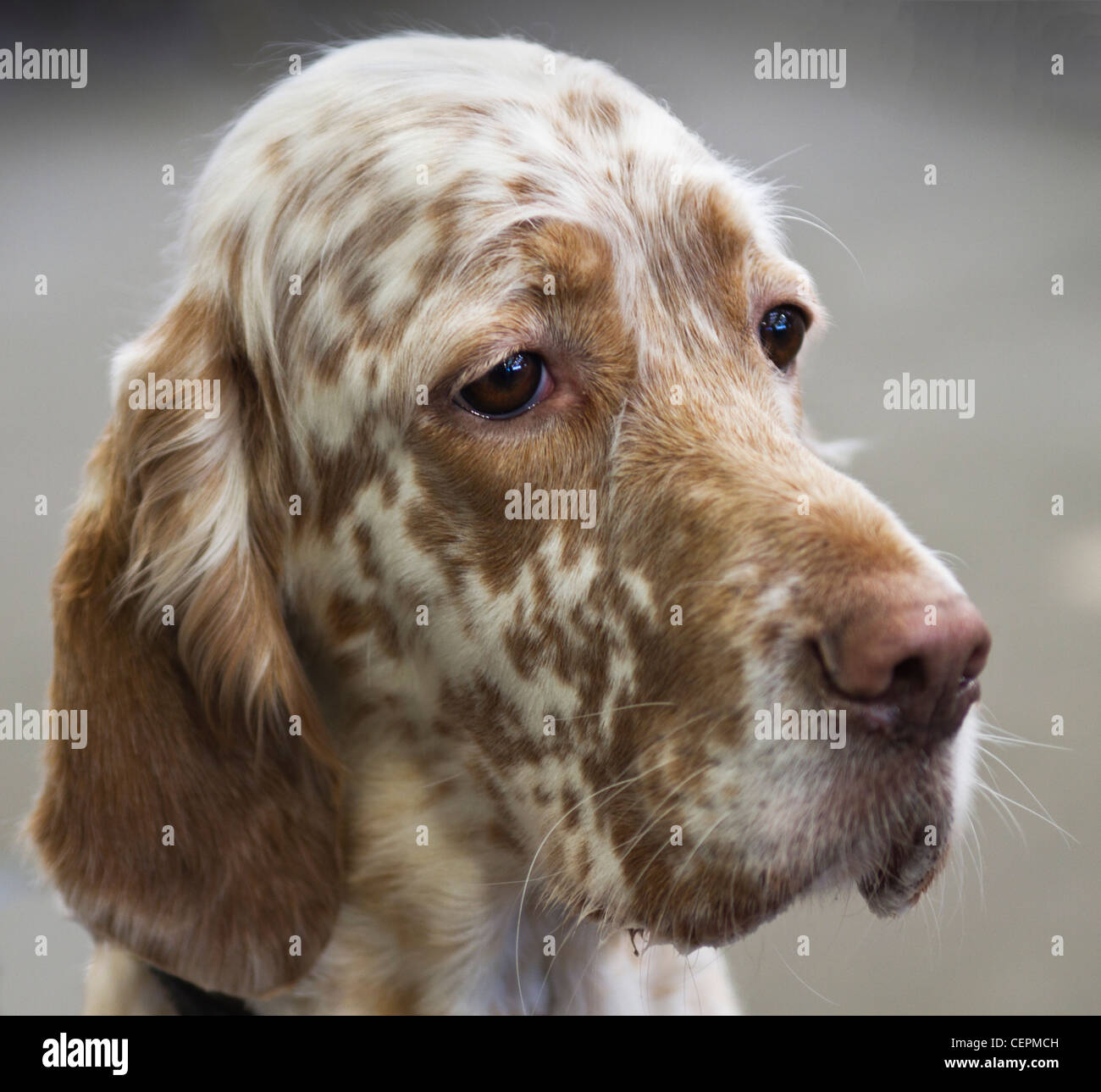 Head of an English Setter Stock Photo - Alamy