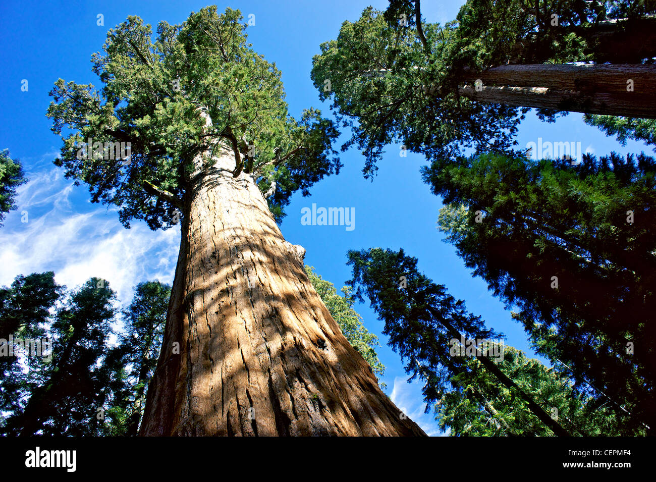 Worlds largest trees hi-res stock photography and images - Alamy