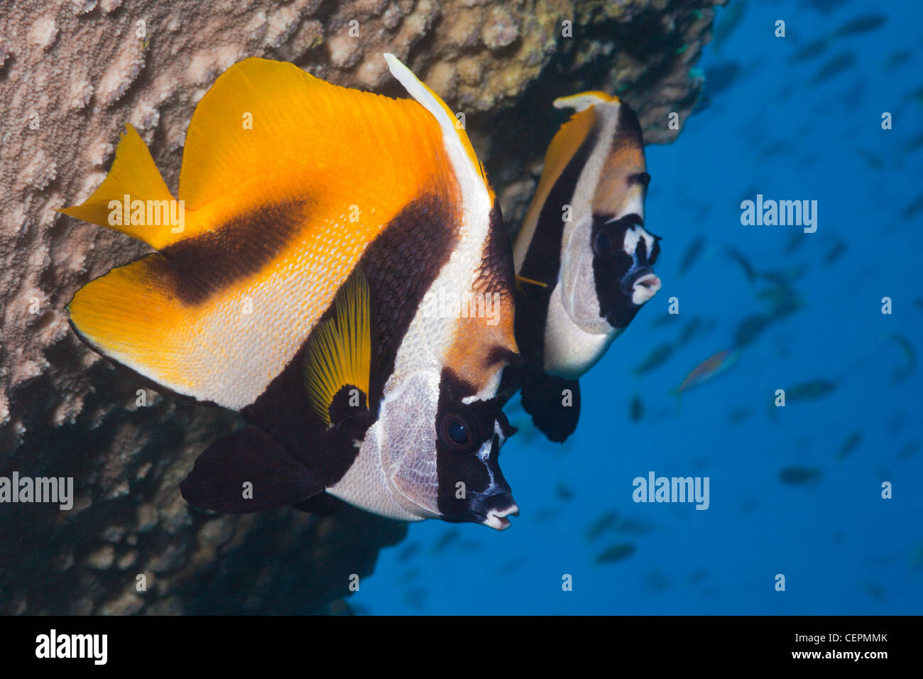 Couple of Masked Bannerfish, Heniochus monoceros, Baa Atoll, Indian ...