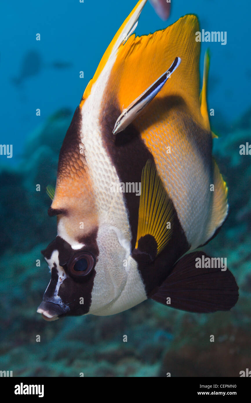 Masked bannerfish hi-res stock photography and images - Alamy
