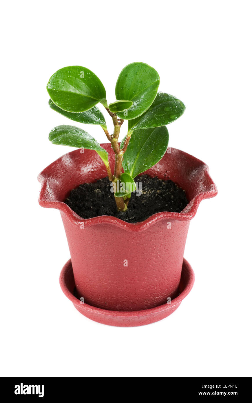 ficus plant at pot isolated on a white Stock Photo - Alamy