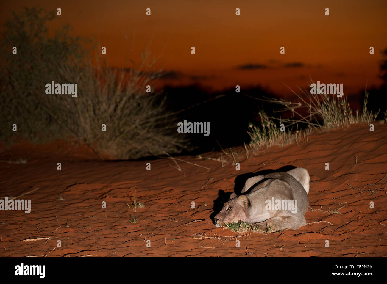 Simba congo hi-res stock photography and images - Alamy