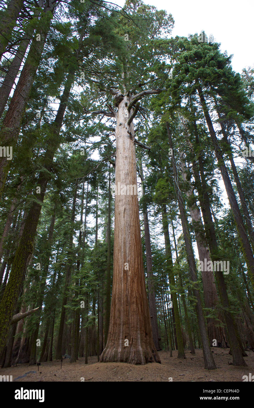 Roosevelt tree, Seqouia National Park, California USA Stock Photo - Alamy