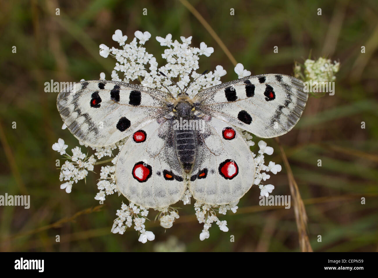Roter apollo hi-res stock photography and images - Alamy