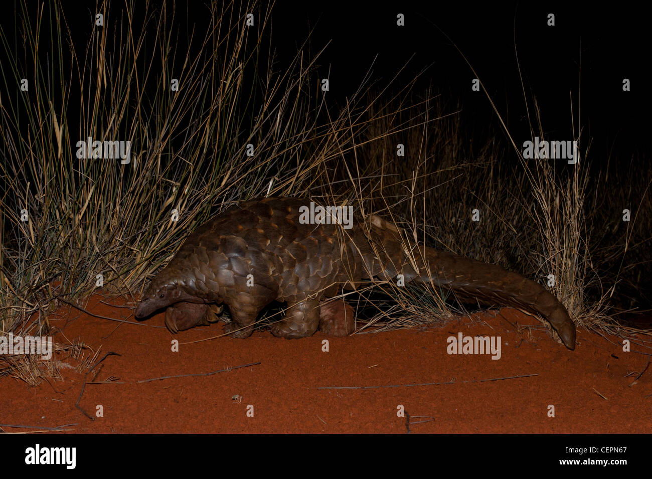 Pangolin night hi-res stock photography and images - Alamy