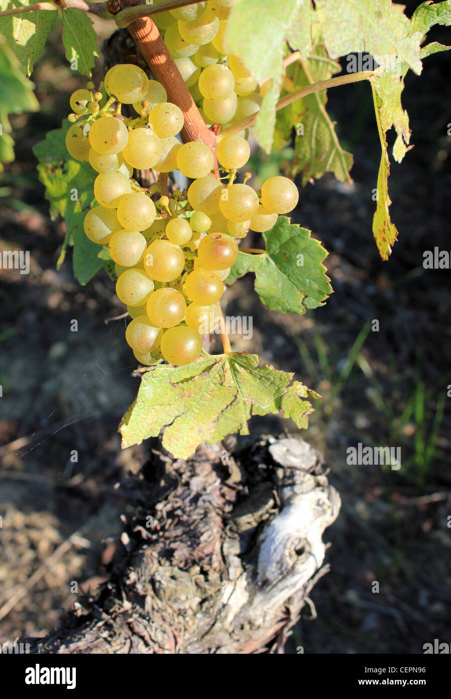 Sunny green grape surrounded by green leaves and upon vine stock in a ...