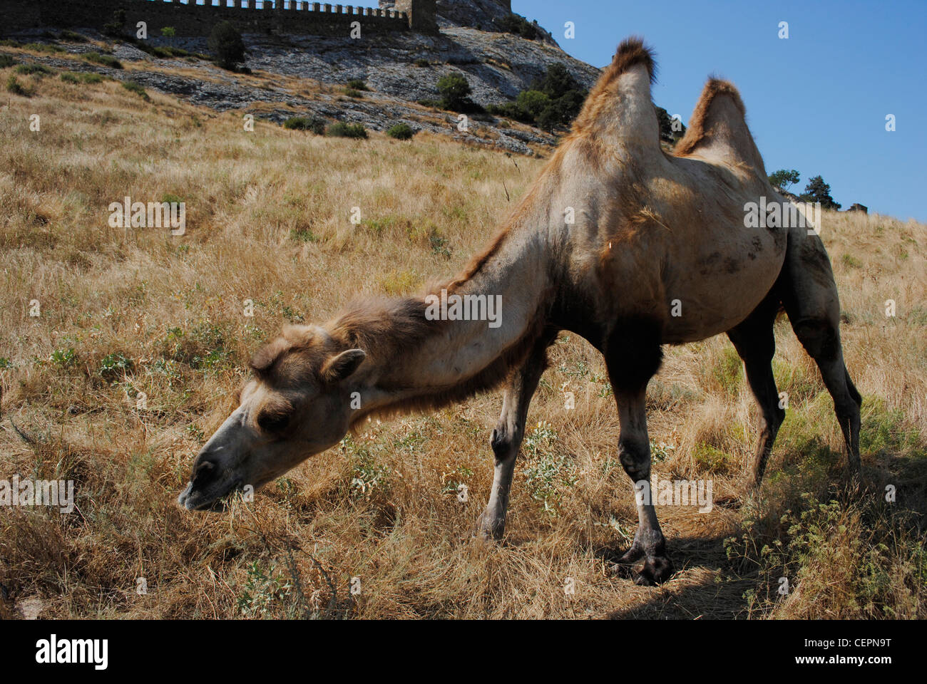 Two hump camel hi-res stock photography and images - Alamy