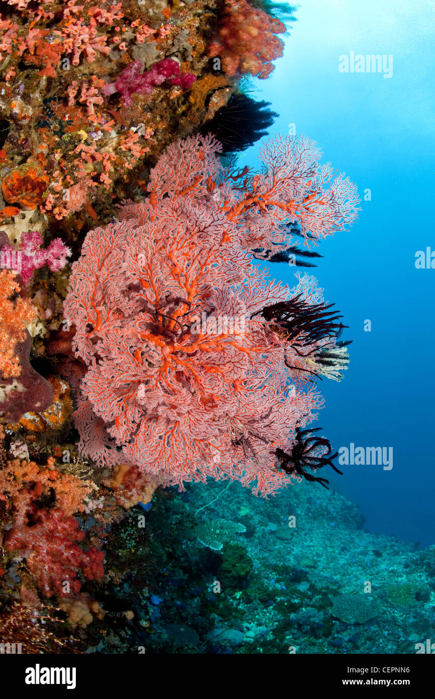 Sea Fan on Wall, Melithaea sp., Halmahera, Moluccas, Indonesia Stock ...