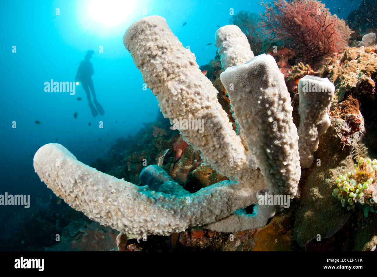 Tube Sponge in Coral Reef, Cribrochalina sp., Halmahera, Moluccas ...