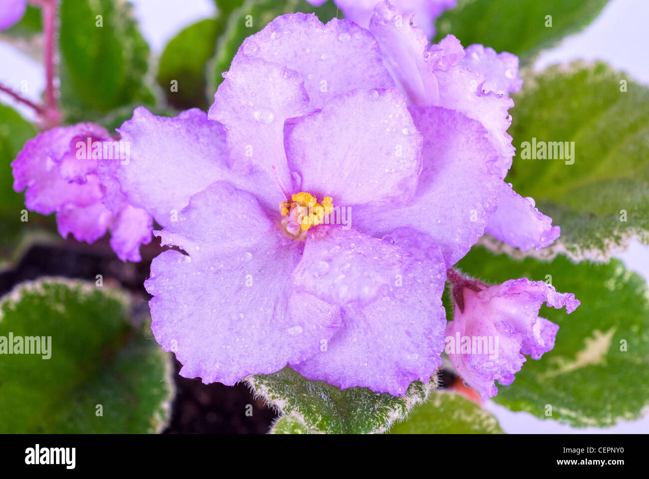 Beautiful violet flower isolated on white background Stock Photo - Alamy