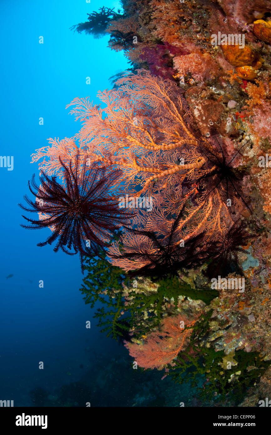 Sea fan melithaea sp on coral reef hi-res stock photography and images ...