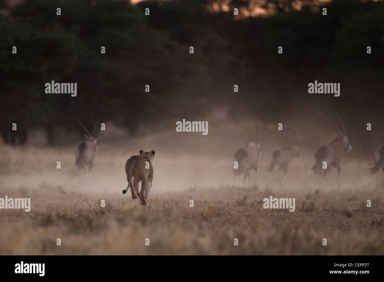 Pangolin running hi-res stock photography and images - Alamy