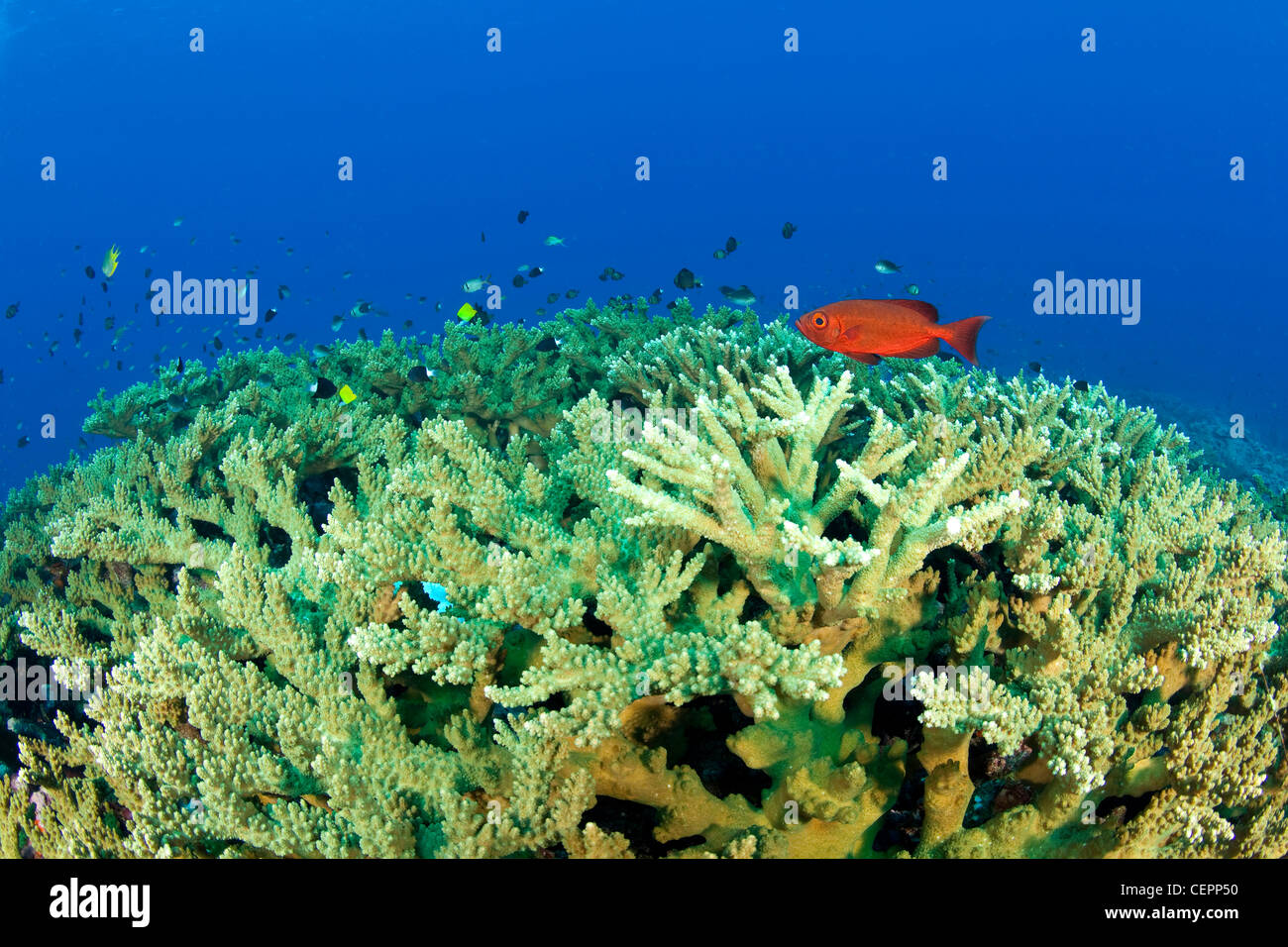 Red Bigeye over Hard Coral Reef, Priacanthus blochii, Halmahera ...