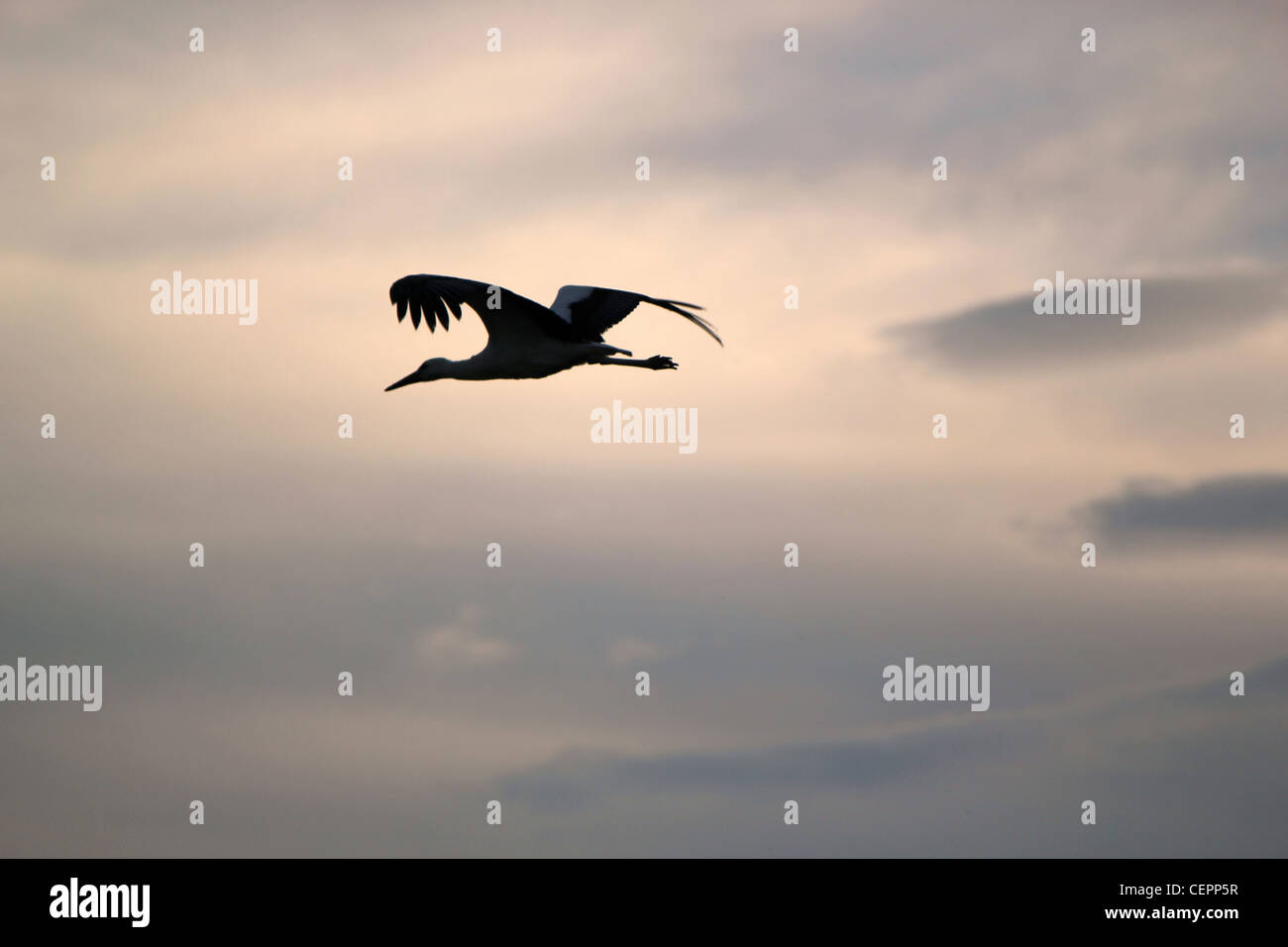 Stork migration hi-res stock photography and images - Alamy