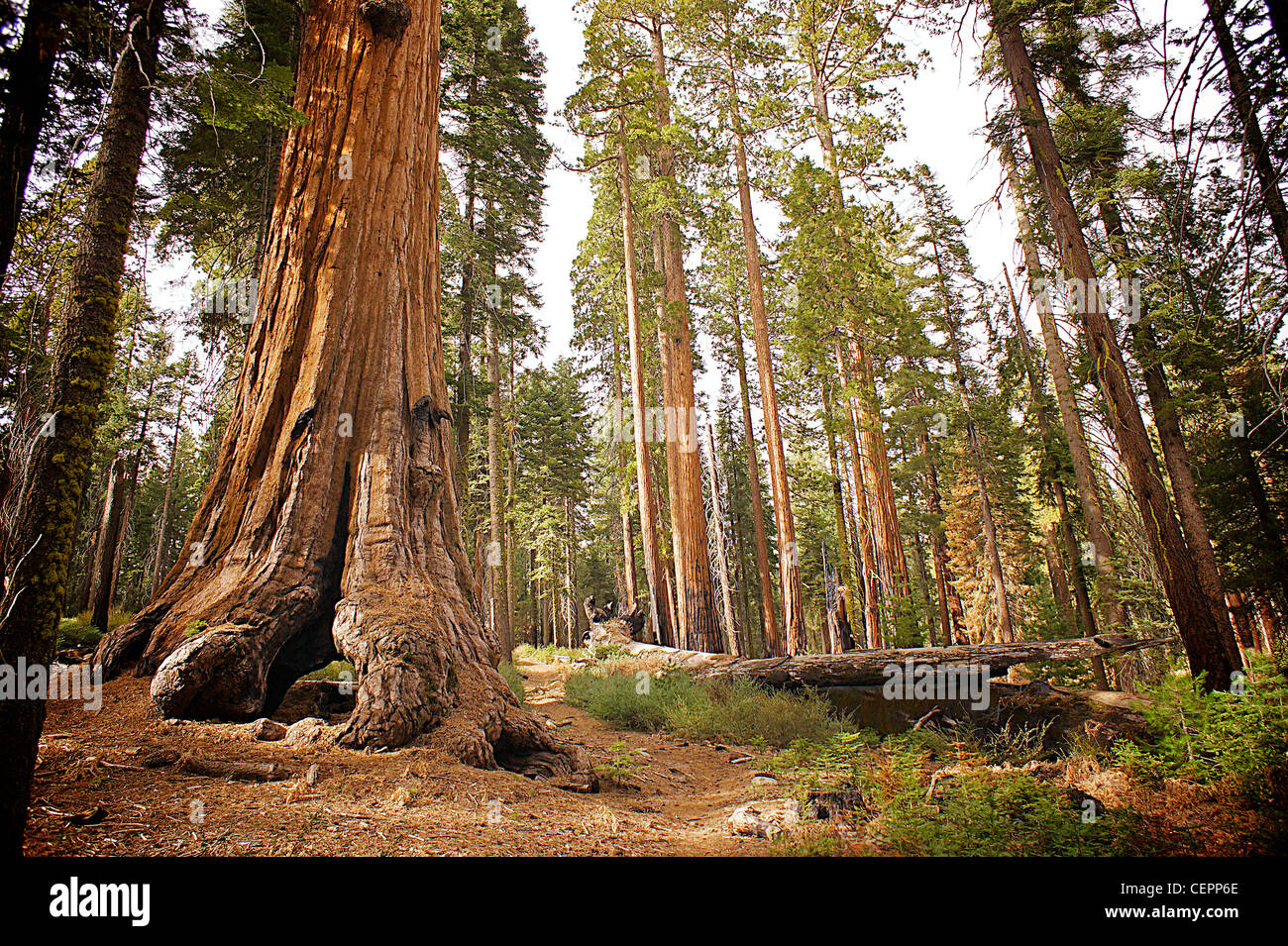 Redwood trees (Giant Sequoia) in Sequoia National Park, California, USA ...