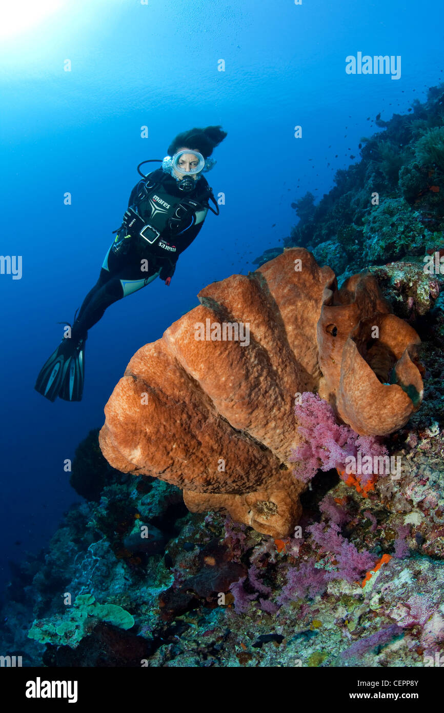 Sponge xestospongia sp hi-res stock photography and images - Alamy