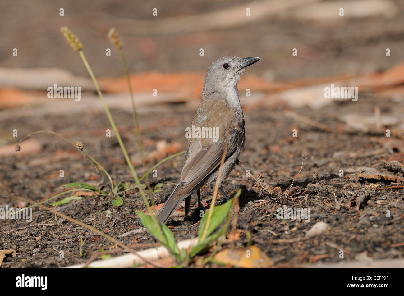 Grey Shrike Thrush Colluricincla harmonica Photographed in Tasmania ...
