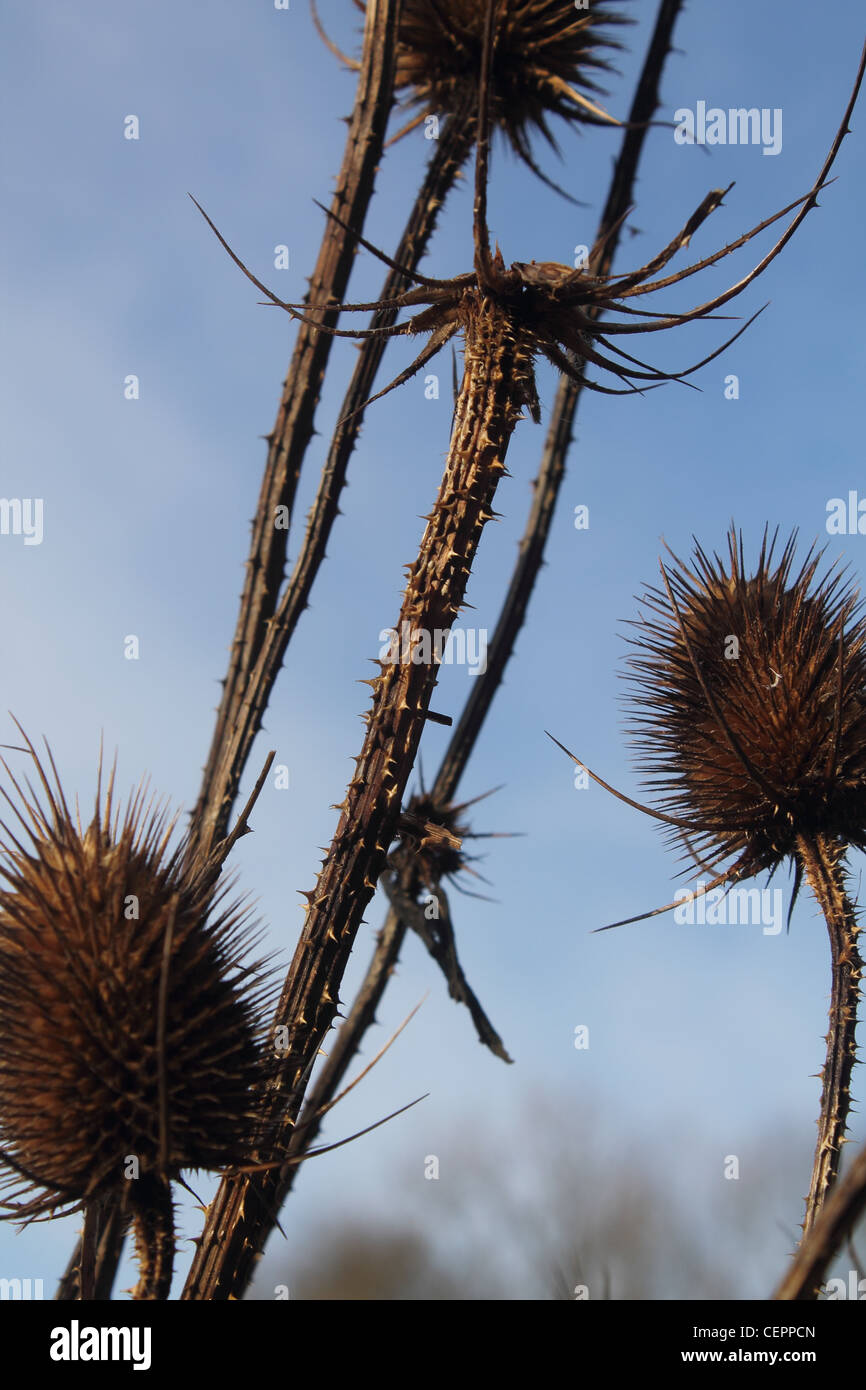 Dried teasels hi-res stock photography and images - Alamy